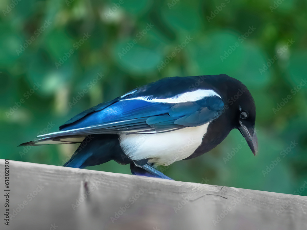 A magpie bird or Pica. A genus of seven species of birds in the family ...