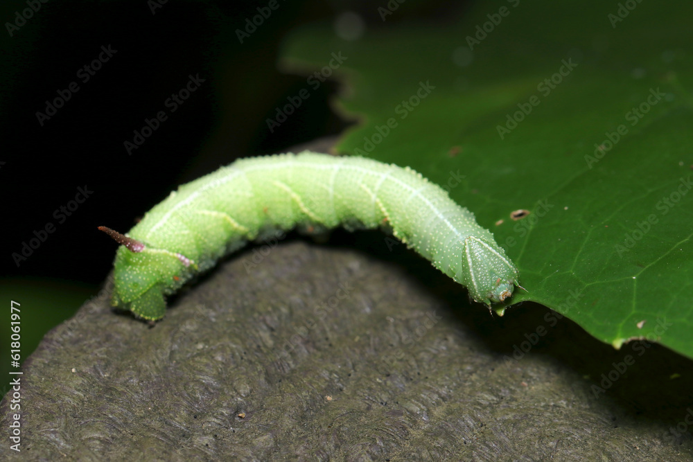 若草色の大型の芋虫、スズメガ科の幼虫が這う（マクロレンズ使用・自然光・接写写真） 素材庫相片 Adobe Stock 5200