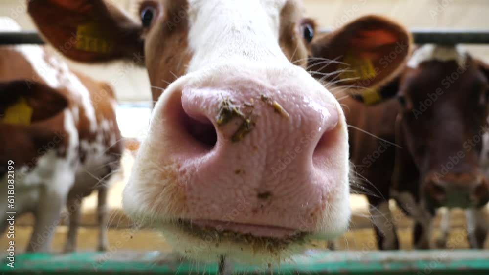 Curious friendly animal looks into camera sniffing it with a big wet ...