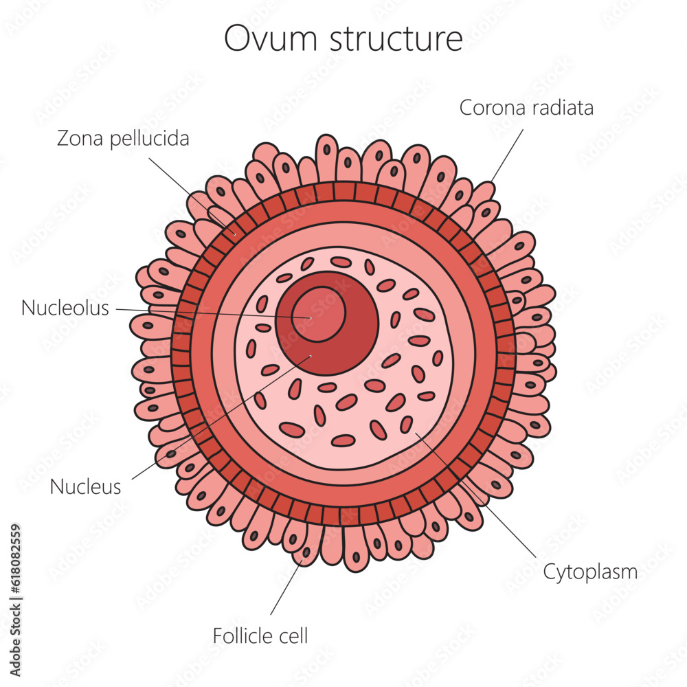 Egg cell structure diagram schematic vector illustration. Medical ...