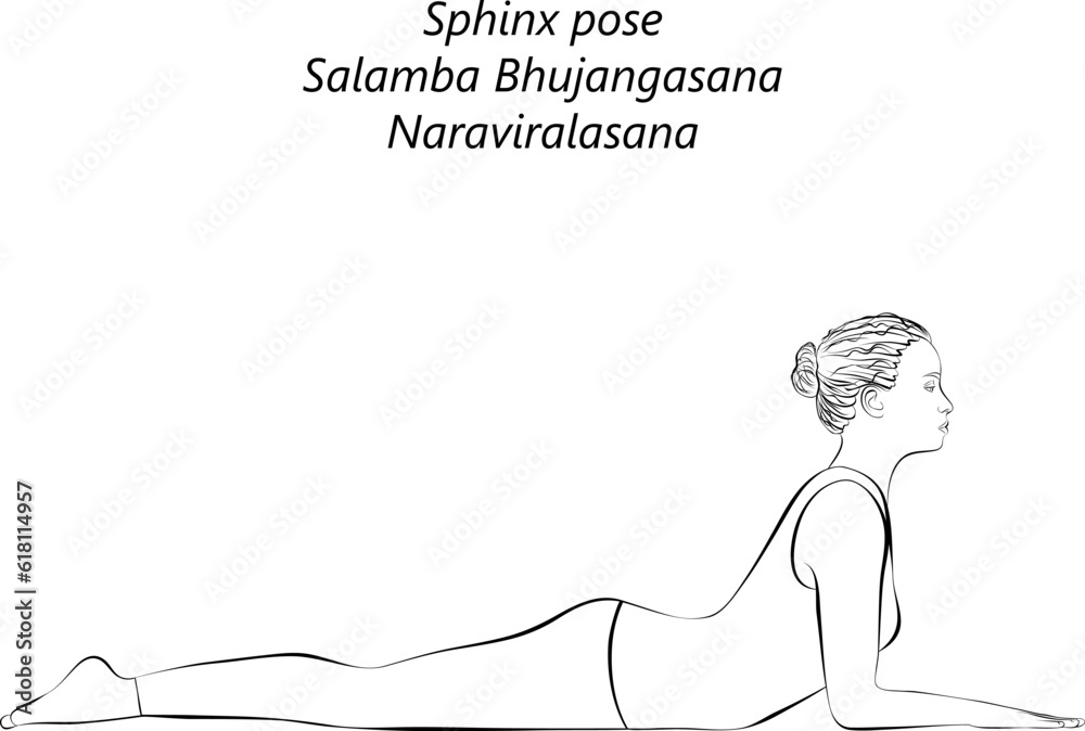 Sketch of young woman practicing yoga, doing Sphinx pose. Salamba ...