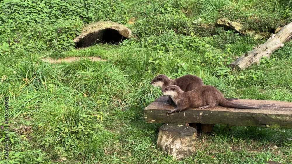 Footage of two small river otters running and screaming, looking at ...