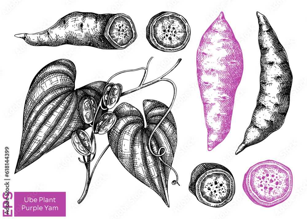 Purple Yam or Winged yam or Water yam sketches set. Vector illustration ...