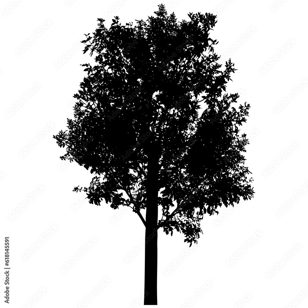 Silhouette of beautiful ash tree. Vector illustration. Stock Vector ...