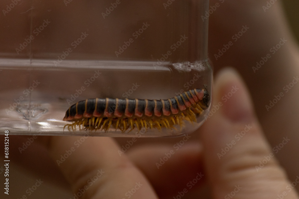 This species of millipede is known as polydesmida and is a beautiful ...