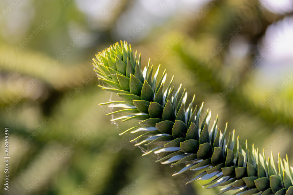 Selective focus green leaves of Monkey puzzle on the tree with sunlight ...