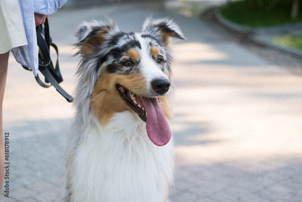 Australian collie portrait in urban park area. Tricolor merle aussie ...