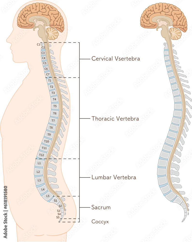 human figure sideview,spine,cervical vertebra,thoracic vertebra,lumber ...