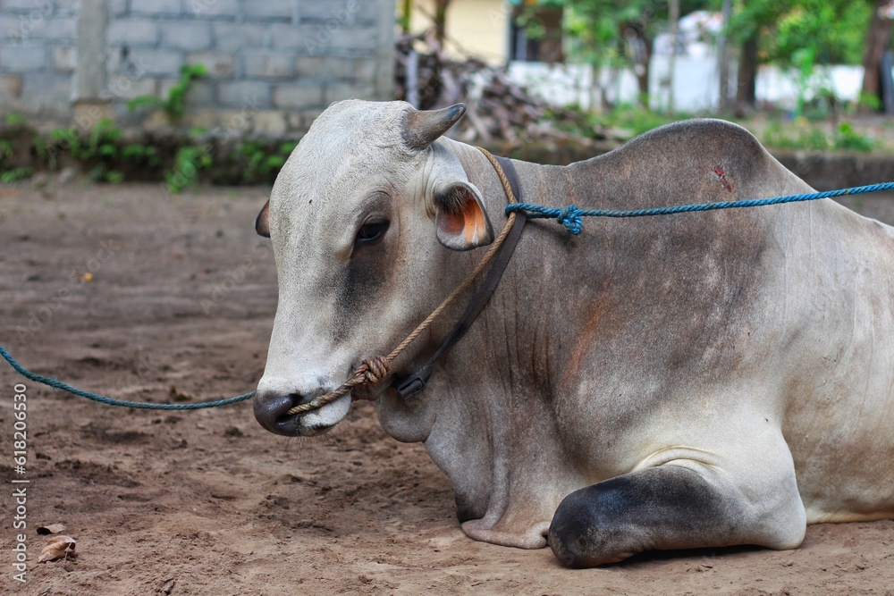 Ongole Crossbred cattle or Javanese Cow or sapi peranakan ongole (PO ...