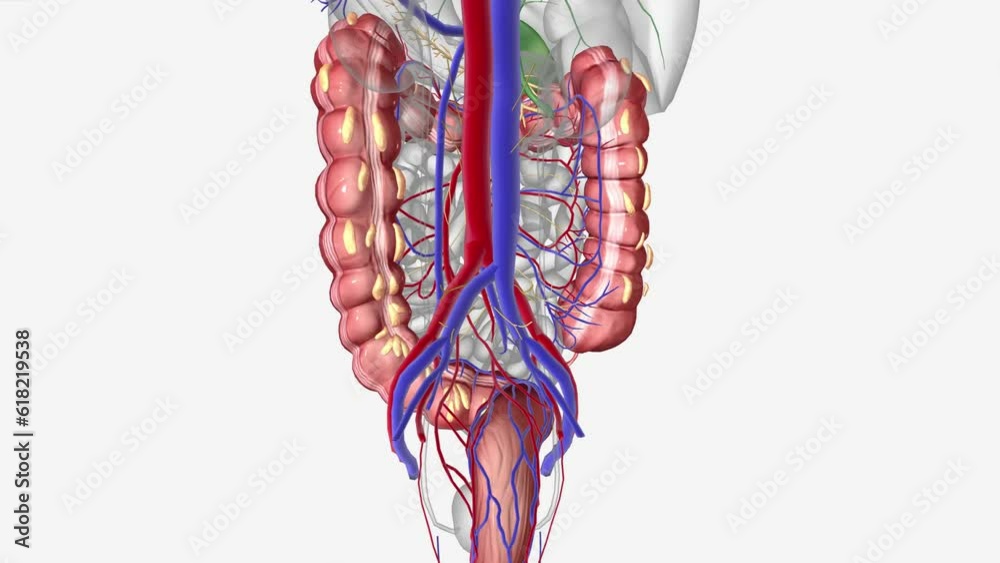 abdomen contains many vital organs: the stomach, the small intestine ...