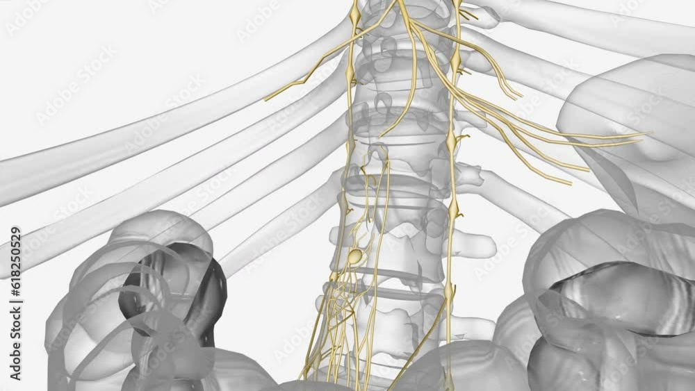 The vagus nerve, also known as the vagal nerves, are the main nerves of ...