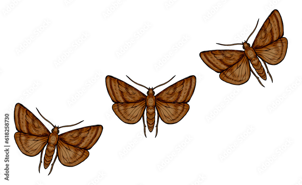 Poster Golden dust moth a night butterfly Insects vintage hand drawn ...