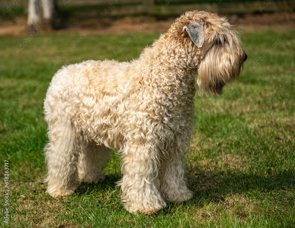 Terrierrassen Bilder