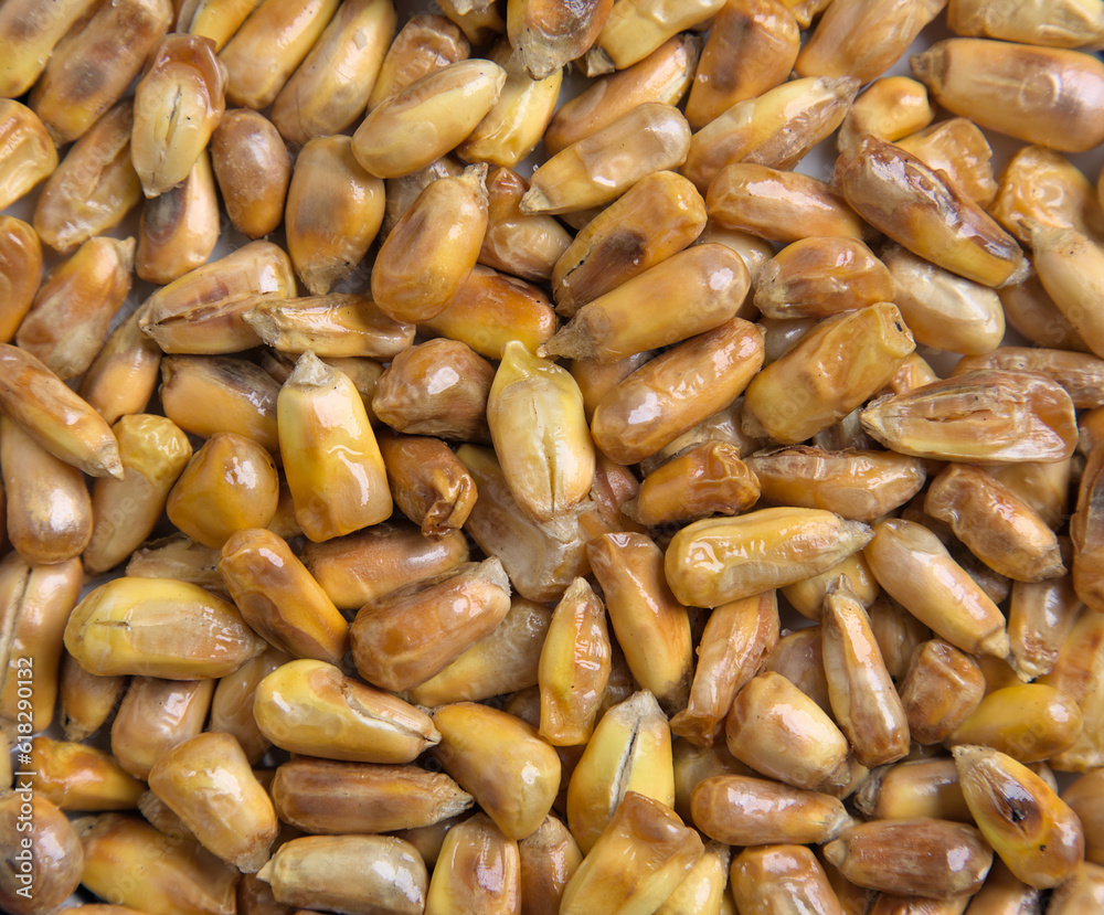 Peruvian chulpe corn kernels (raw roasted cancha nuts) for ceviche or ...
