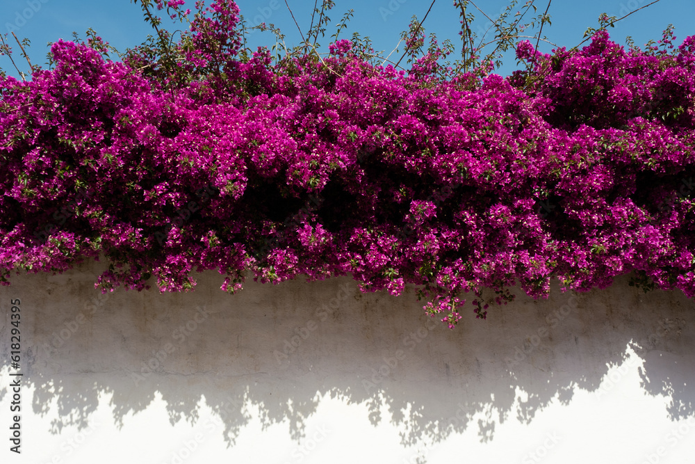 Purple colored bush of flowers falling over a white wall creating a ...