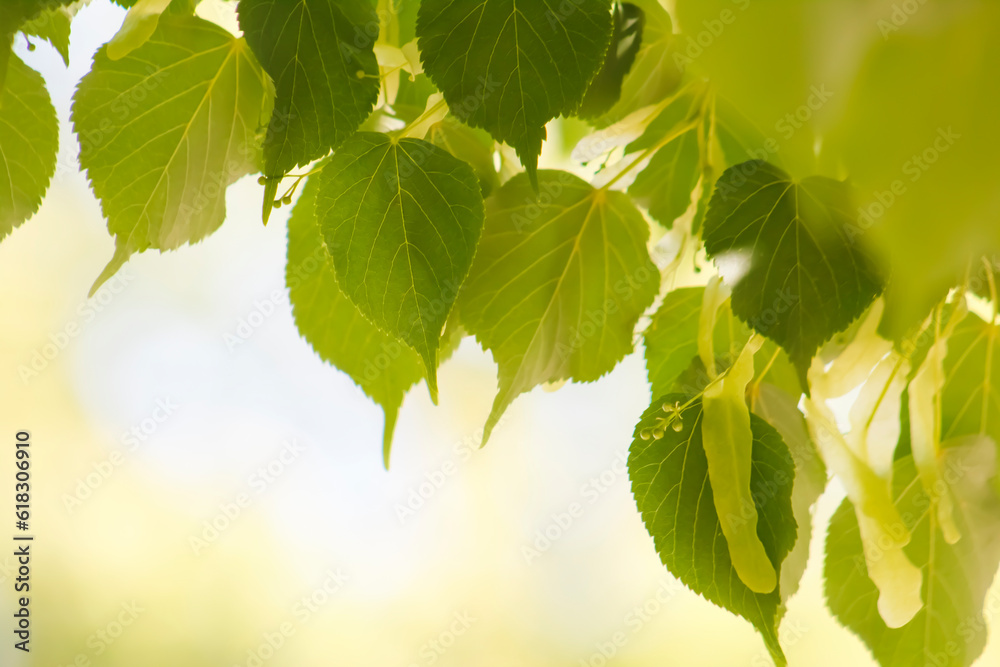 Warm, Sunlit, Leaf Border, Background, Border, Backdrop, for Arbor Club ...