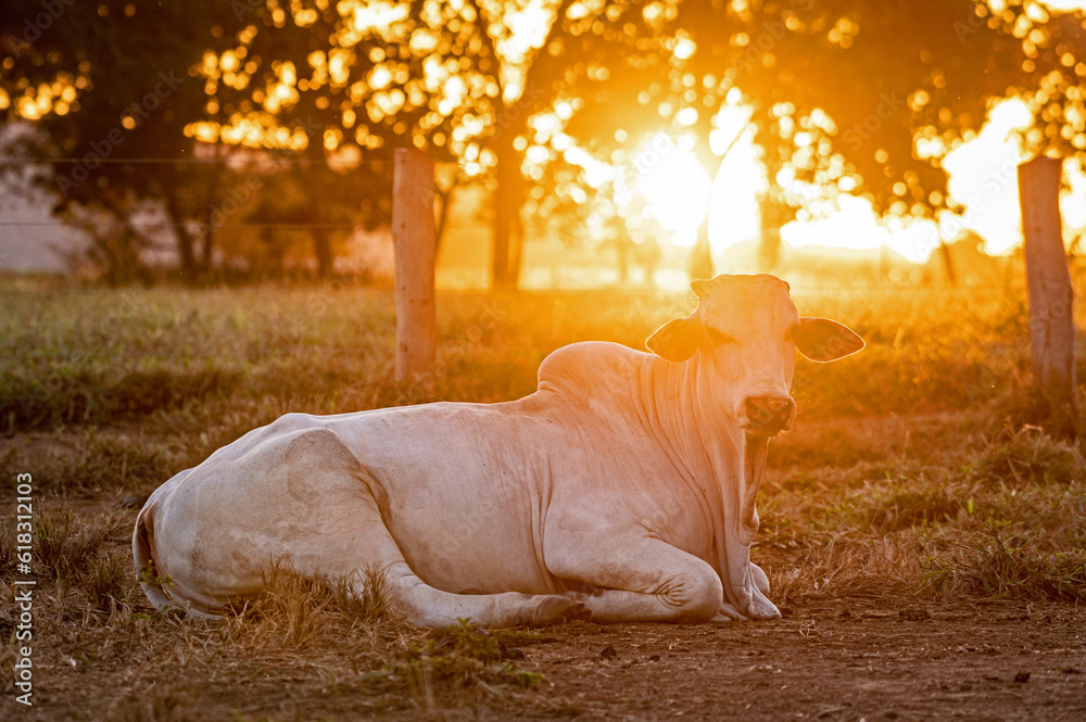 Manejo, gado de corte Nelore, engorda e genética da agropecuária ...