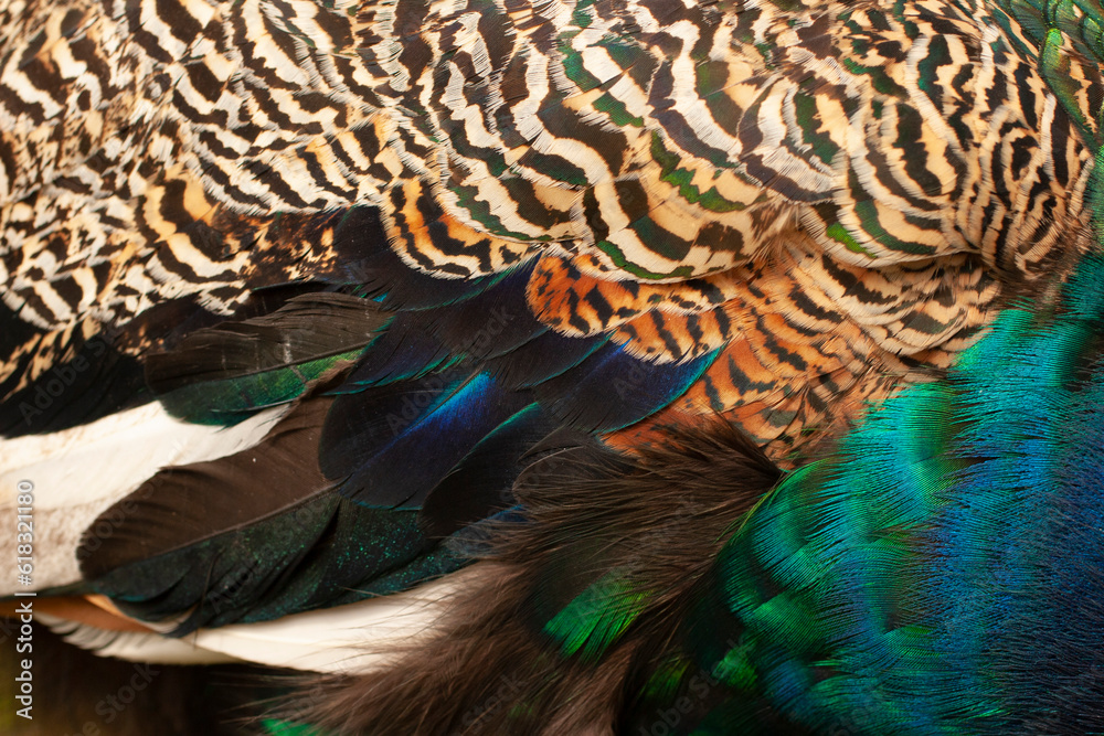 Indian peafowl or blue peafowl (Pavo cristatus). Peacock. Beautiful ...