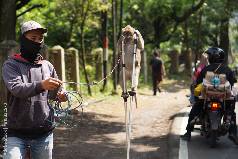 Bandung, April 24, 2023: macaque monkey who is trained for street ...
