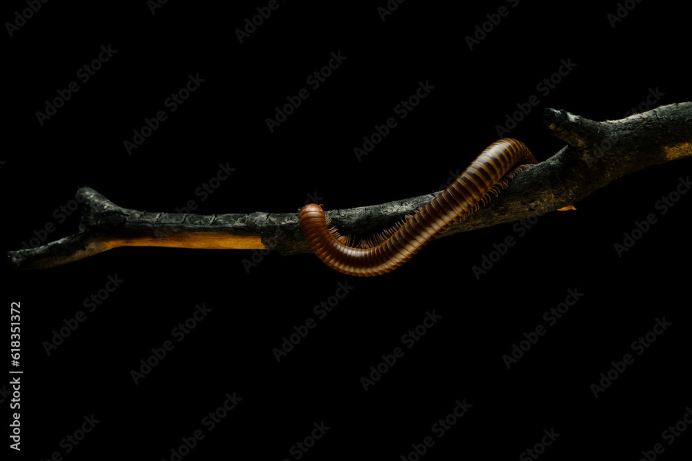 Millipede Asia on burnt mango tree looking for food branch after rip ...