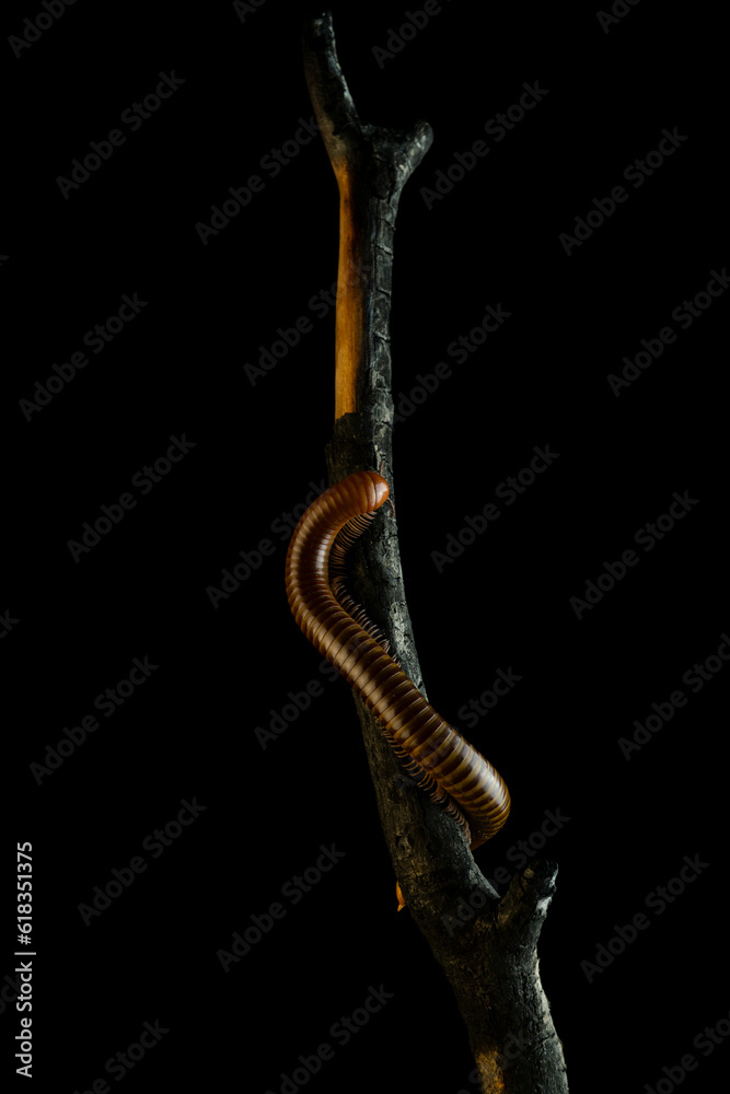 Millipede Asia on burnt mango tree looking for food branch after rip ...