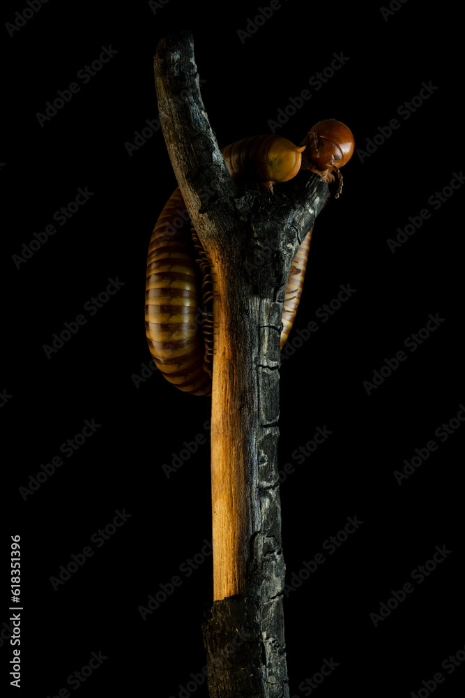 Millipede Asia on burnt mango tree looking for food branch after rip ...