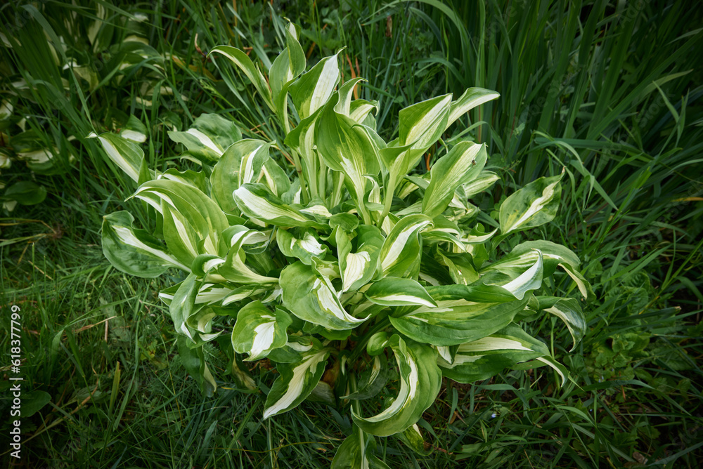 Hosta undulata Mediovariegata emerald with wet leaves on green grass ...