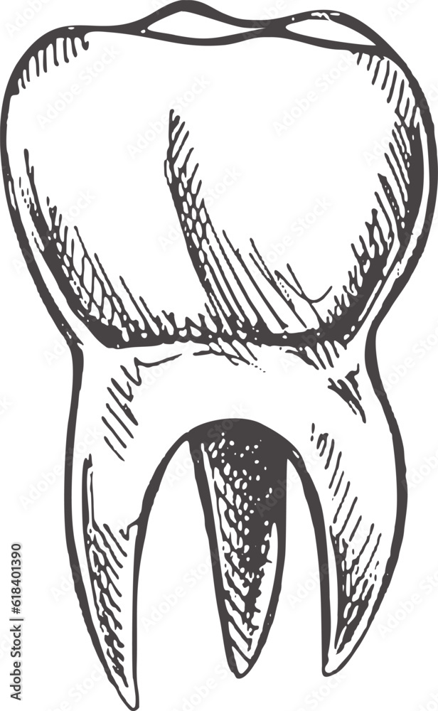 Highly detailed hand drawn human tooth with roots. Hand drawn sketch ...