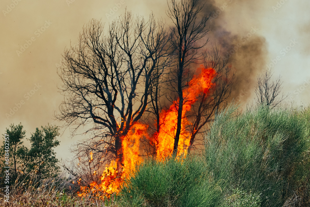 A tree devoured by flames Fires in Italy Brasil Spain Greece Chile ...