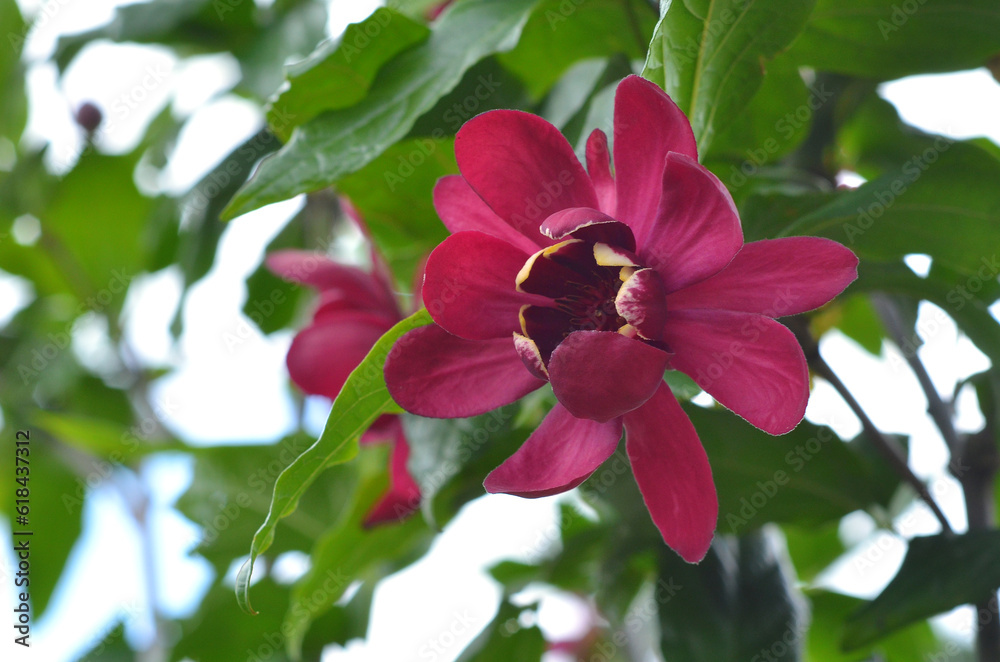 Summer season blooming fragrant magenta color flower Calycanthus ...