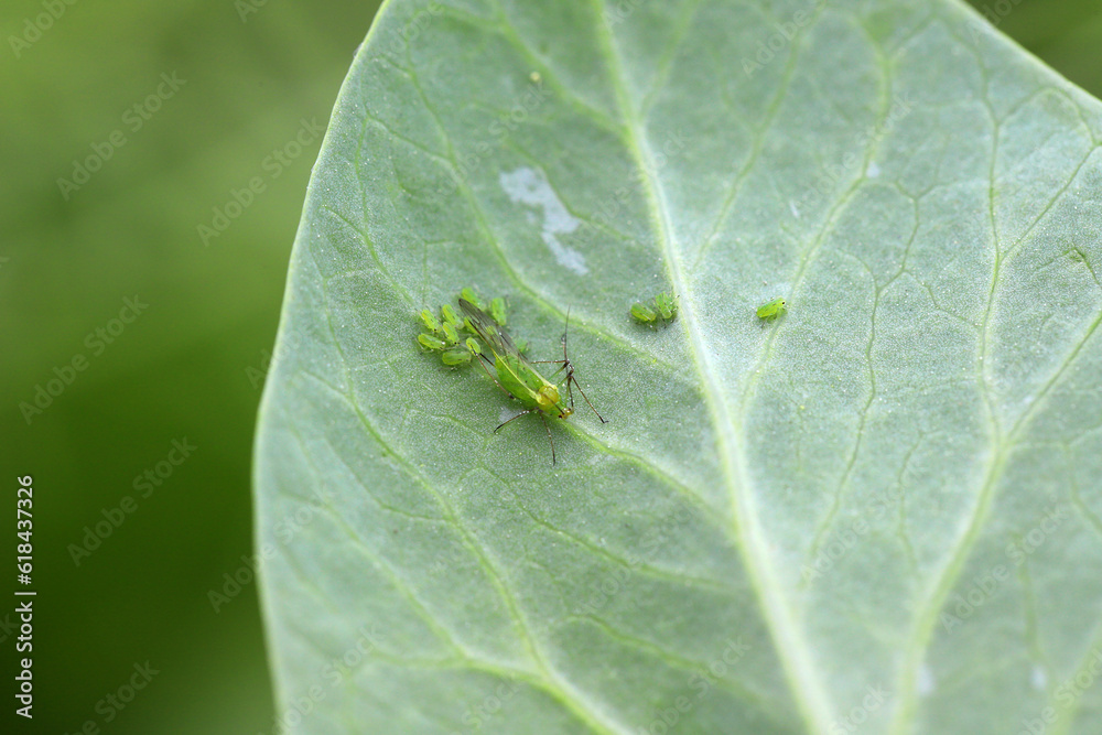 Pea aphid, Acyrthosiphon pisum. A colony of wingless individuals and a ...