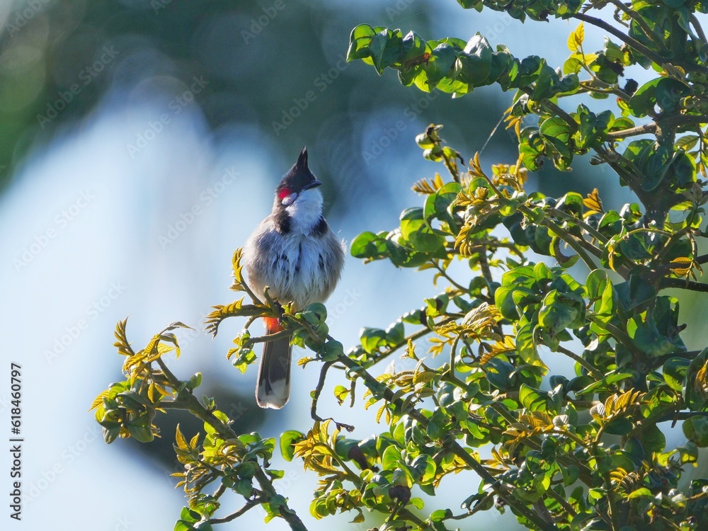 Red Whiskered Bulbul bird commonly known as Pingo and Conde in ...