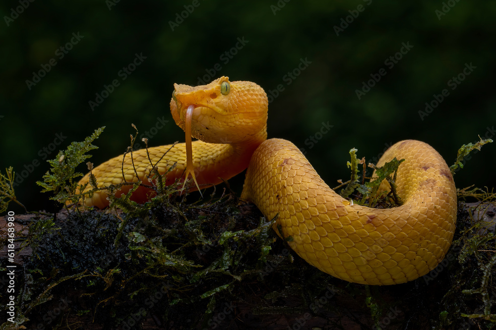 Craspedocephalus puniceus is a venomous pit viper species endemic to ...