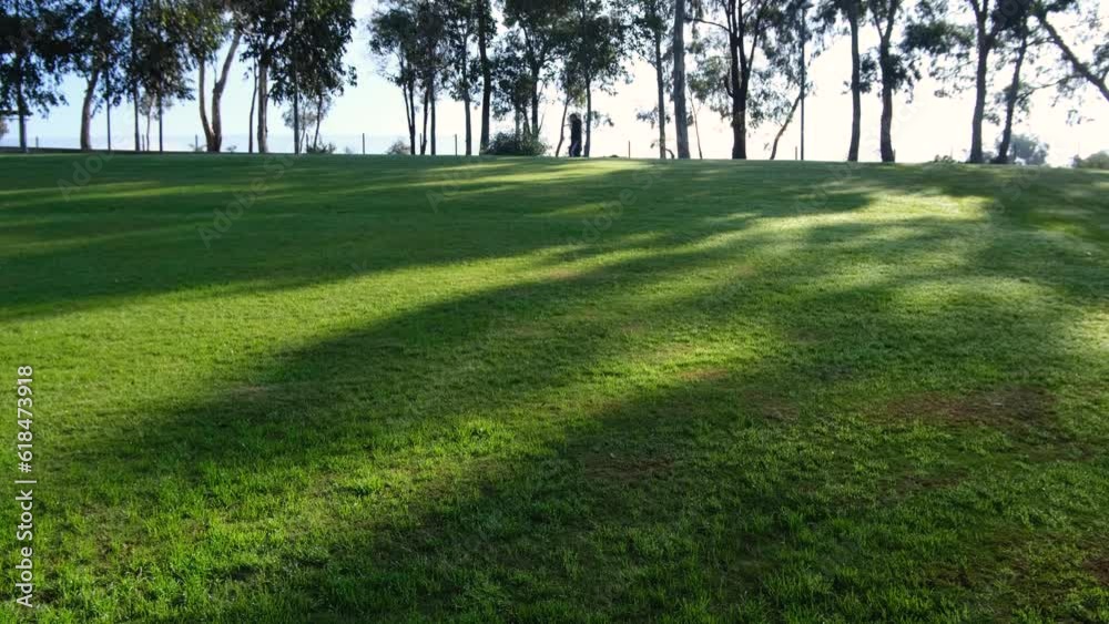 Vacant grass lawn background texture in nature sunlight with tree ...