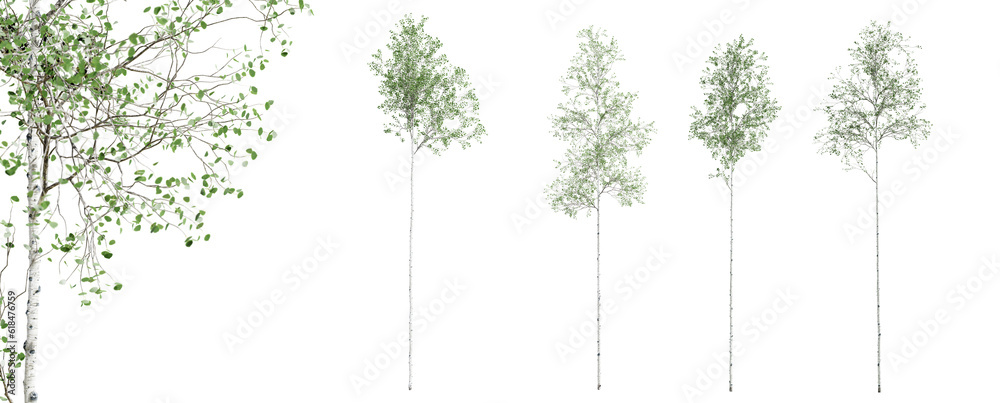 Aspen tree isolated on transparent background with close-up. 3D render ...