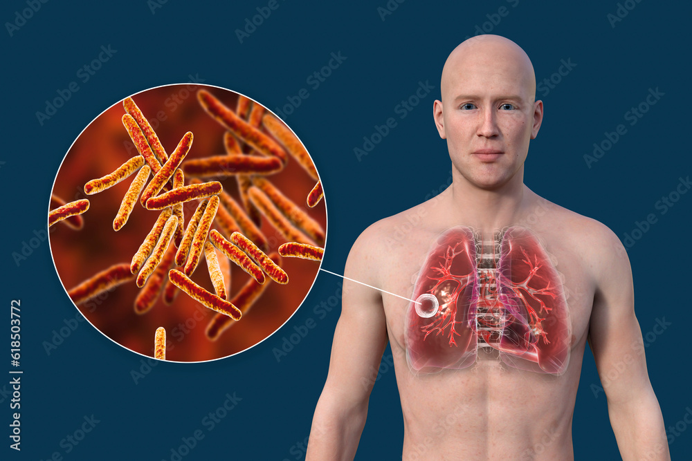 A 3D illustration of the upper half of a man with transparent skin ...