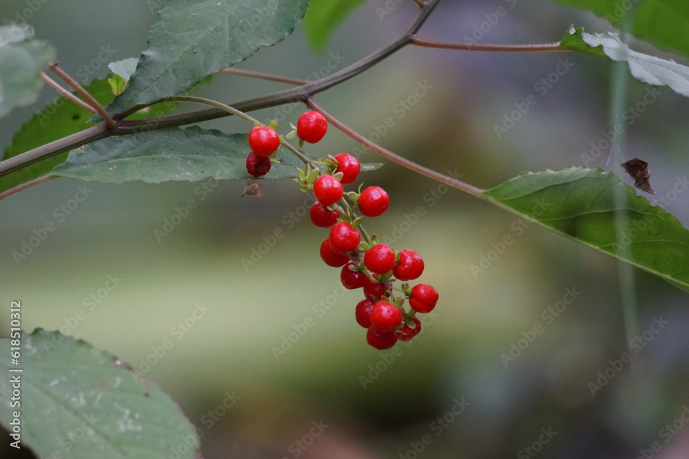 Rivina humilis (pigeonberry, rouge plant, baby peppers, bloodberry ...