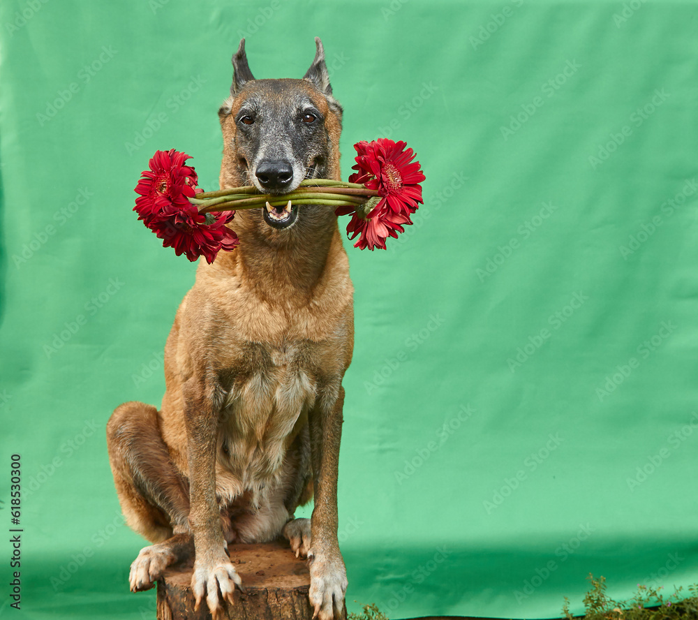 a senior female belgian malinois is sitting on a tree stump holding a ...