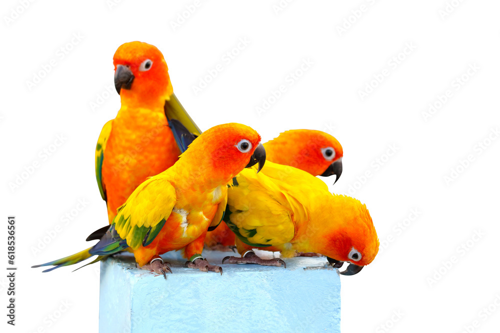 Cute of Sun conure parrots isolated on transparent background png file ...