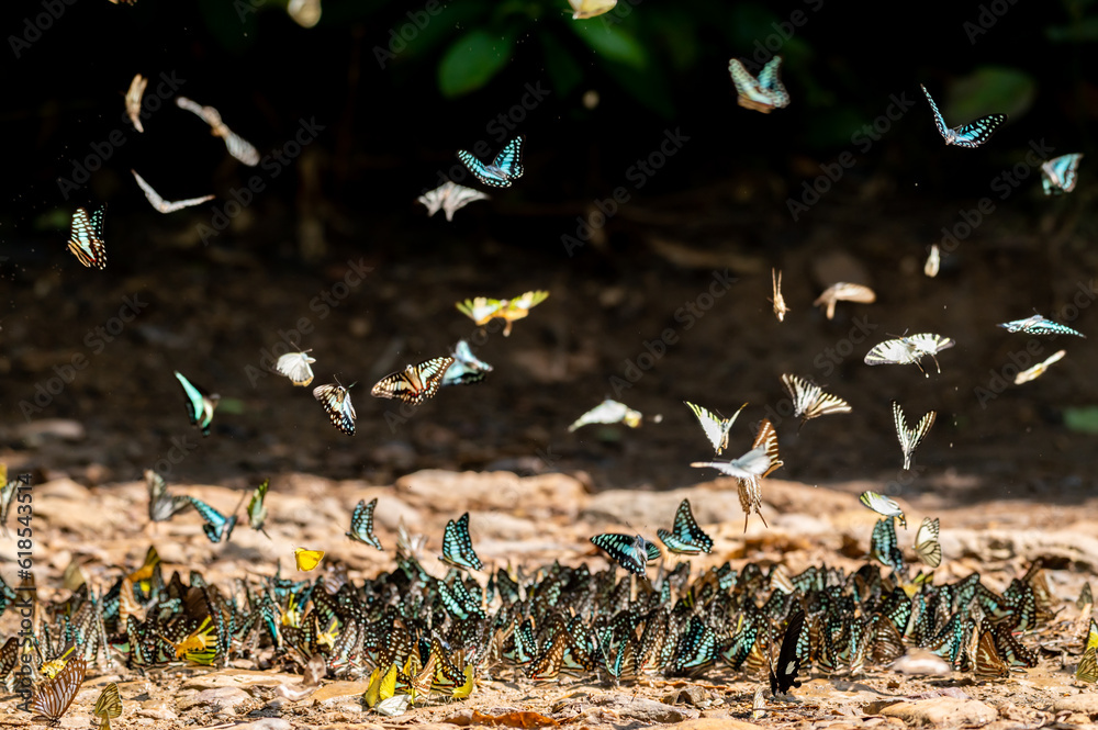Many tropical colorful Butterflies swarm eats minerals in salinized ...