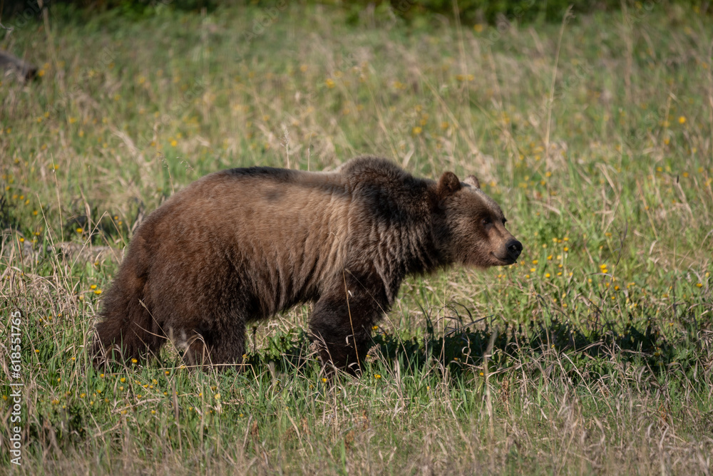 Wild Grizzly Bear seen in Banff National Park during summer time with ...