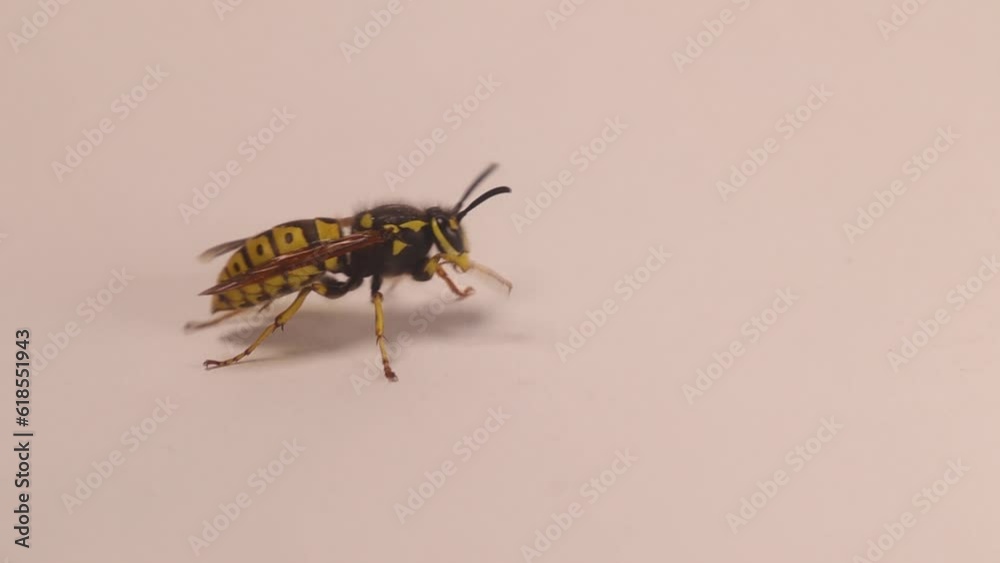 Yellow wasp queen isolated on a white background. European wasp warms ...