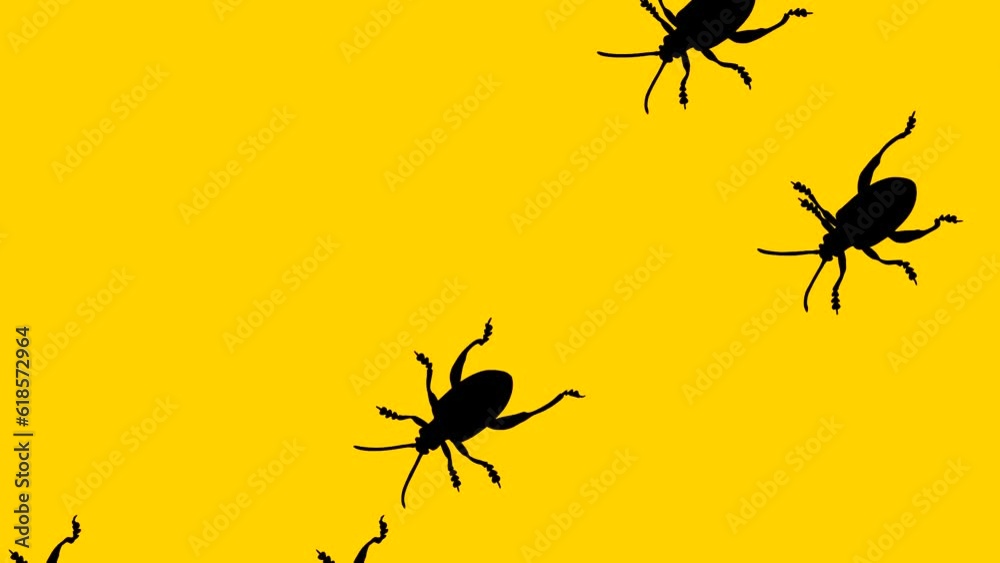 Walking beetles, animation on the yellow background (seamless loop ...