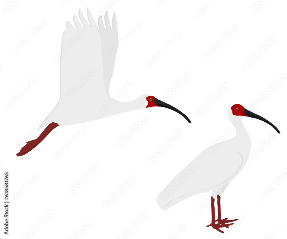Set of Asian Japanese crested ibis bird. Toki. Nipponia nippon isolated ...