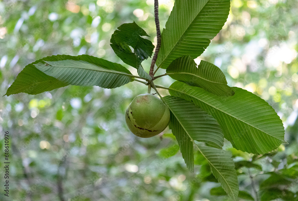 Photograph of a beautiful elephant apple tree of the Dilleniaceae ...