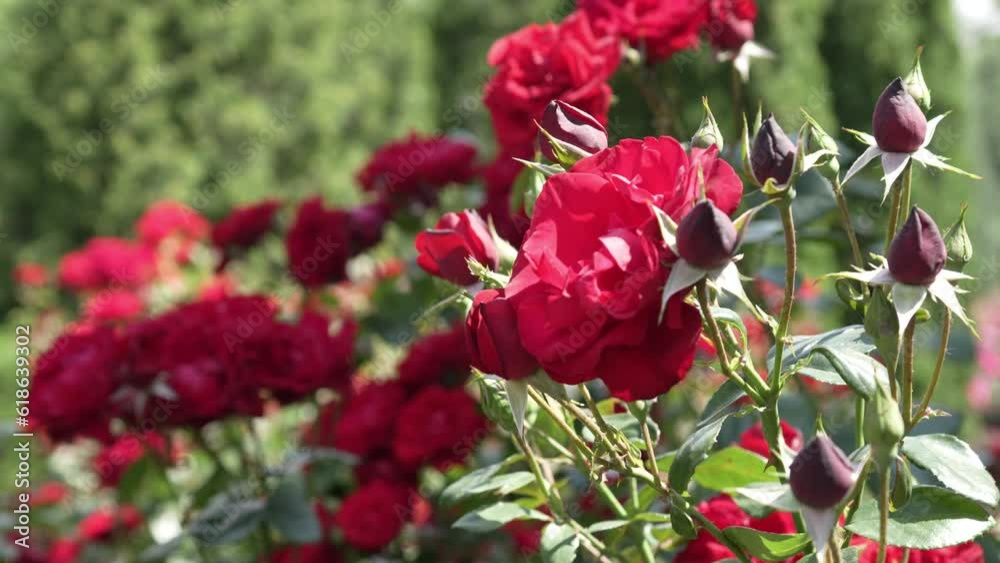 Alley of flowering bushes of red roses. Opened rose flowers and unblown ...