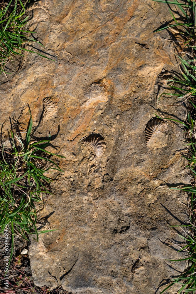 Close up of prehistoric petrified extinct animal imprints in stone ...