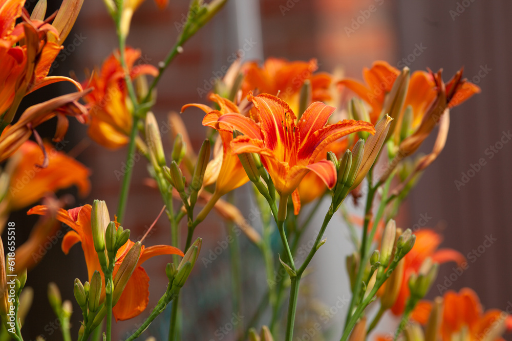 orange day-lily (Hemerocallis fulva), tawny daylily, corn lily, tiger ...