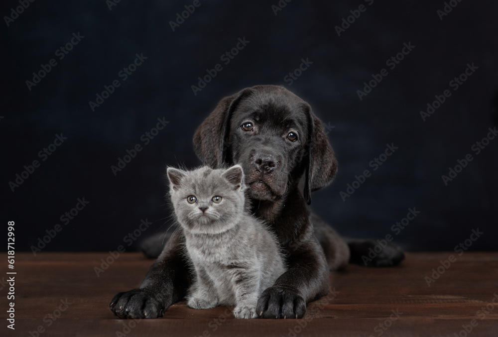 Black labrador puppy hugs tiny kitten on dark background Stock Photo ...