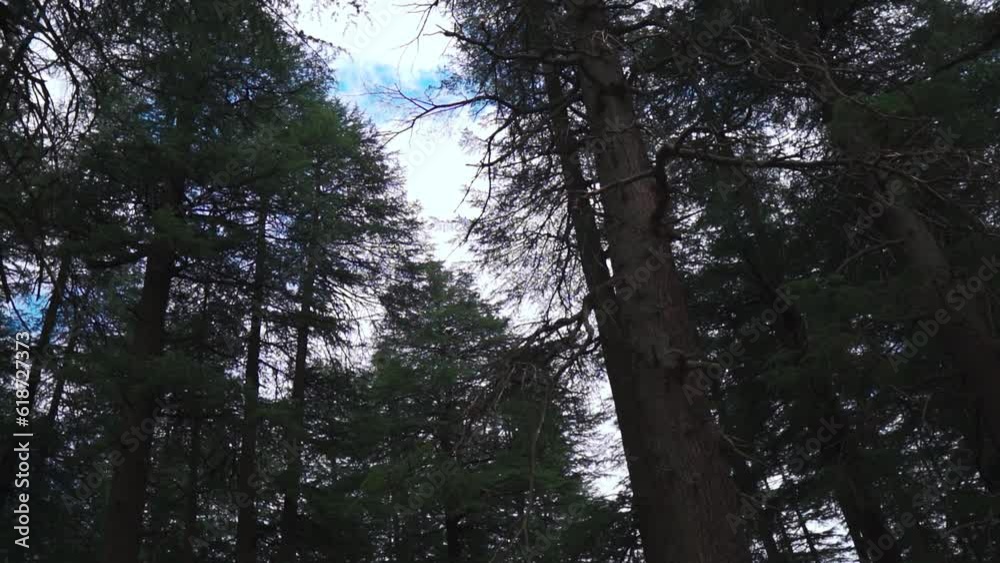 Tall and green pine trees with cloudy sky in background as seen from ...